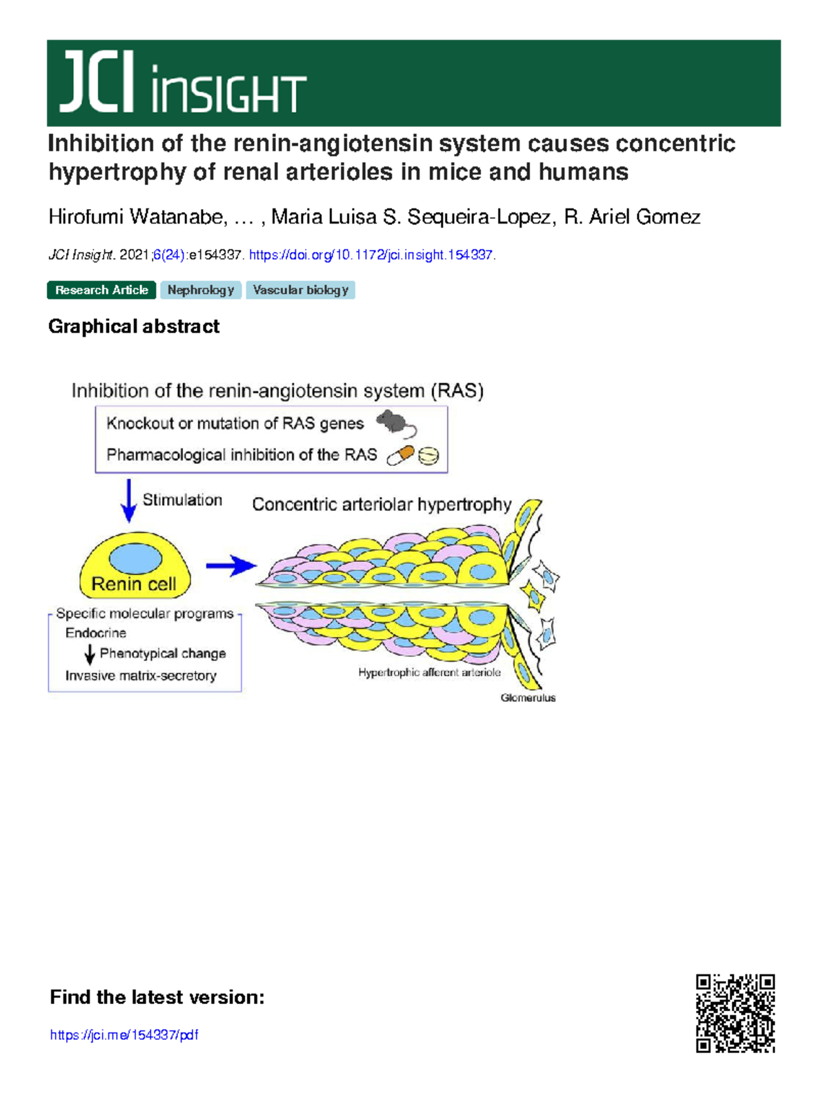 Inhibicion SRAA - Inhibition of the renin-angiotensin system causes ...