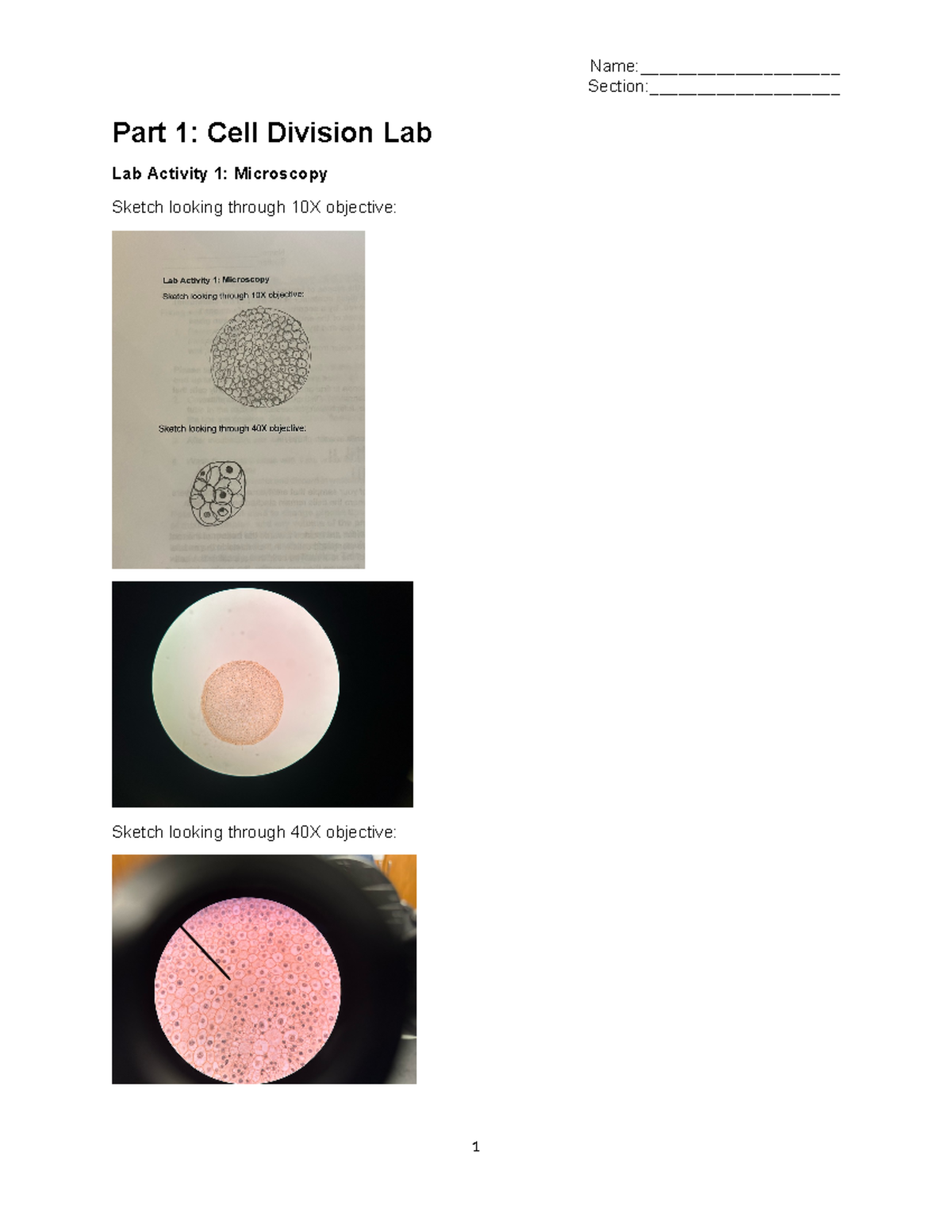Lab 8 Cell Division & Heredity I - Section:____________________ Part 1 ...