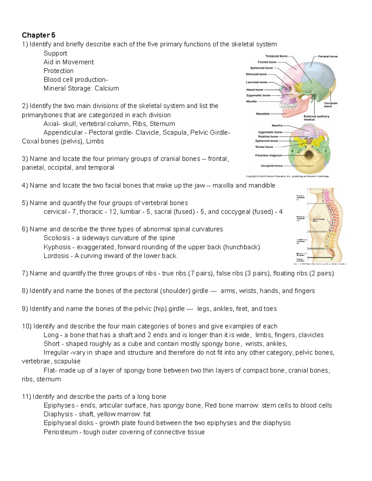 Test 3 Study Guide - Skeletal System, Cranial Bones, Connective Tissue ...