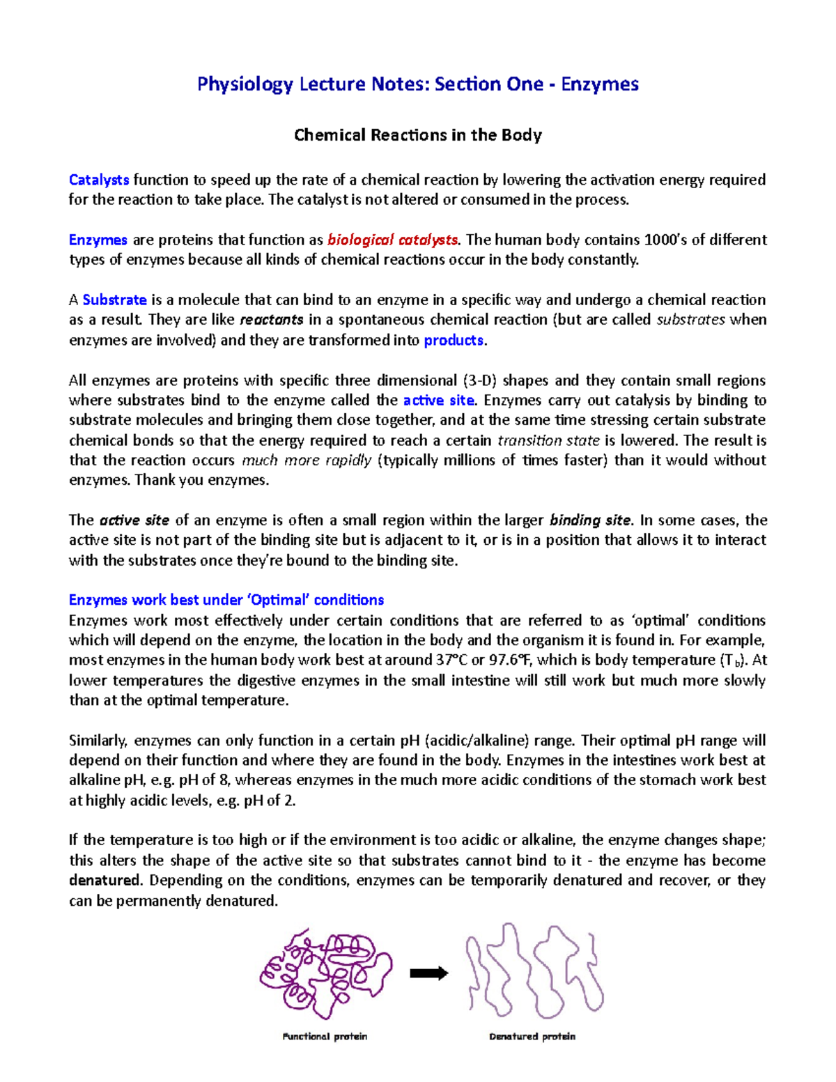 Enzyme Physiol Lect - Physiology Lecture Notes: Section One - Enzymes ...
