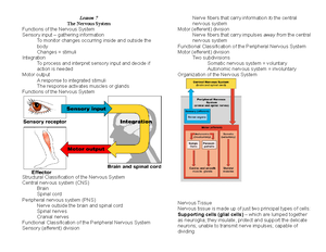 Nervous-System-Reviewer - Theoretical Foundation in Nursing - The ...