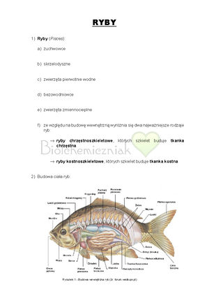 Budowa i funkcje układu krwionośnego - Budowa i funkcje układu ...