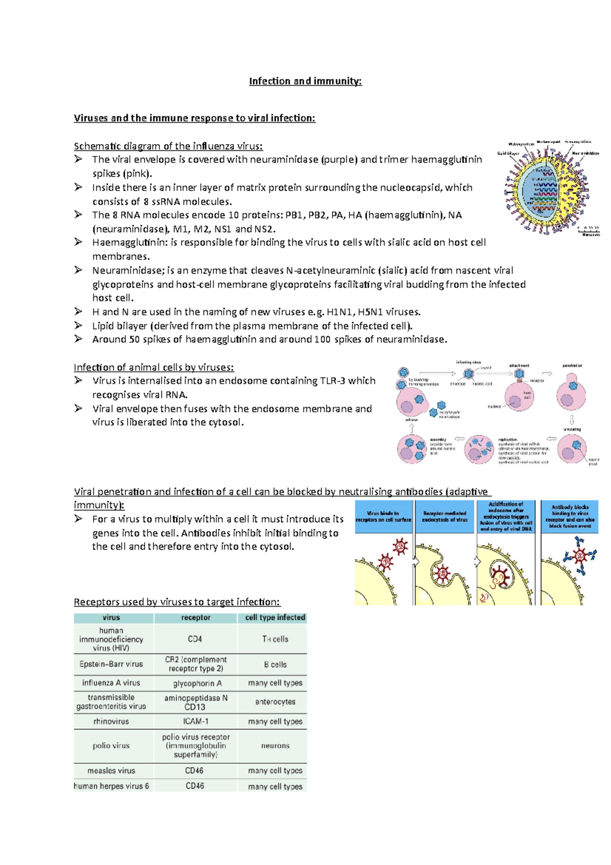 Viruses and the immune response to viral infection - Infection and ...