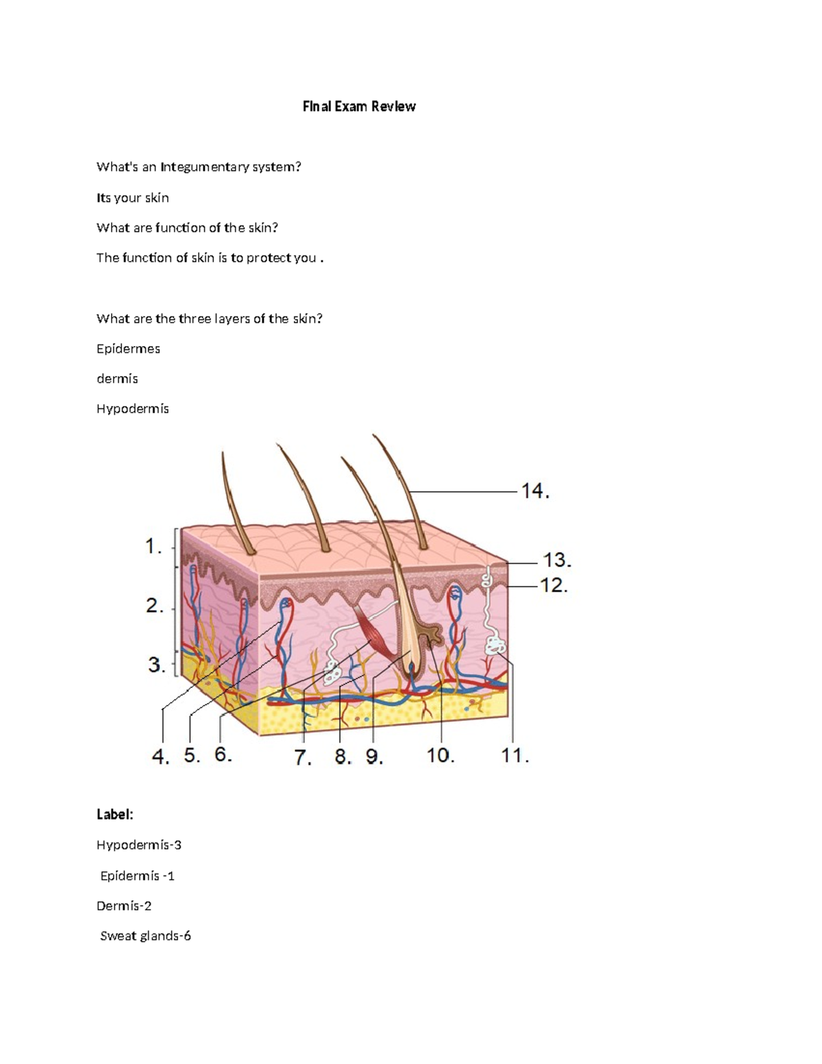 Copy of Final Exam Review - Final Exam Review What's an Integumentary ...
