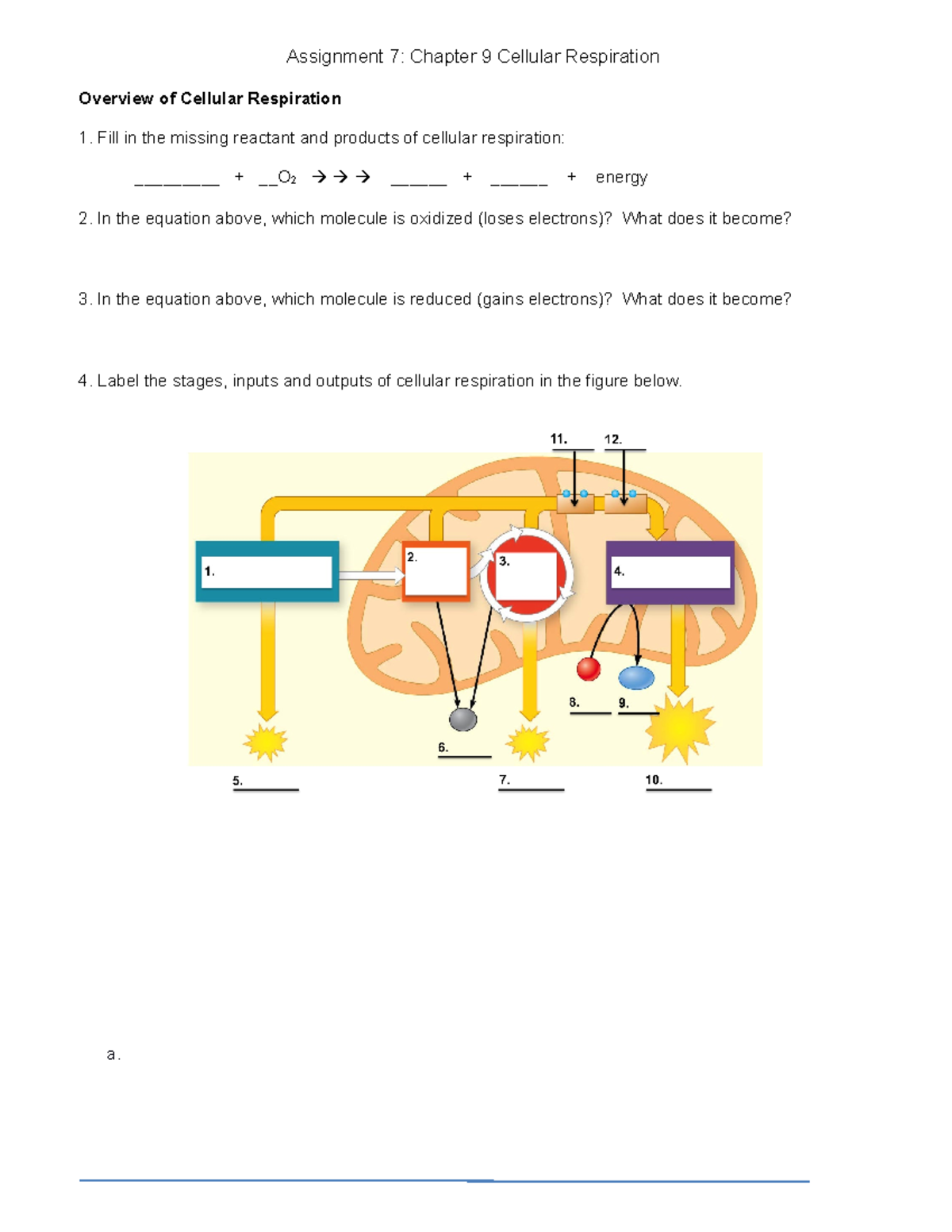 Assignment 7 Ch.9 Cellular Respiration - Overview of Cellular ...