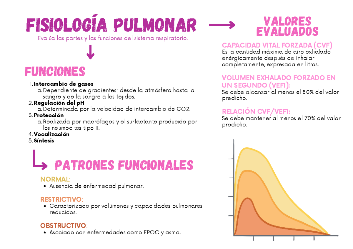 MAPA+ Pulmon - FISIOLOGÍA PULMONAR Evalúa las partes y las funciones ...