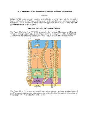 TBL 5 Forearm, Wrist, Hand & Dermatomes of Upper Limb - TBL 5: Forearm ...