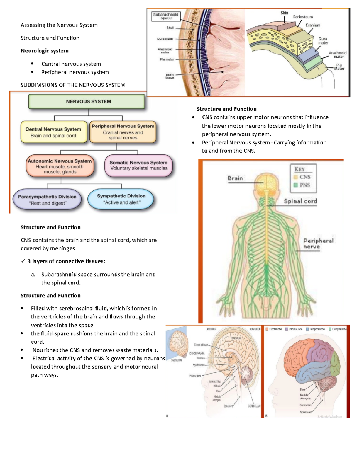 Assessing the Nervous System musculoskeletal - Assessing the Nervous ...