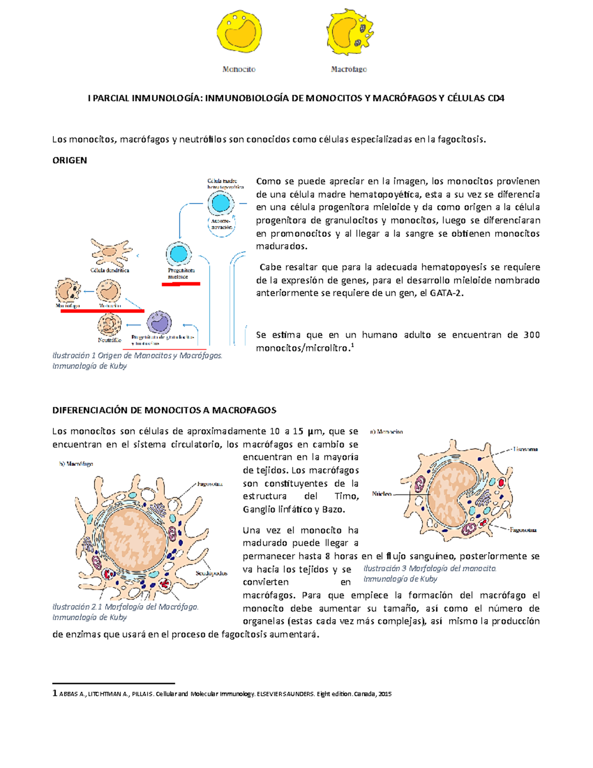 Monocitos y macrófagos - I PARCIAL INMUNOLOGÍA: INMUNOBIOLOGÍA DE ...