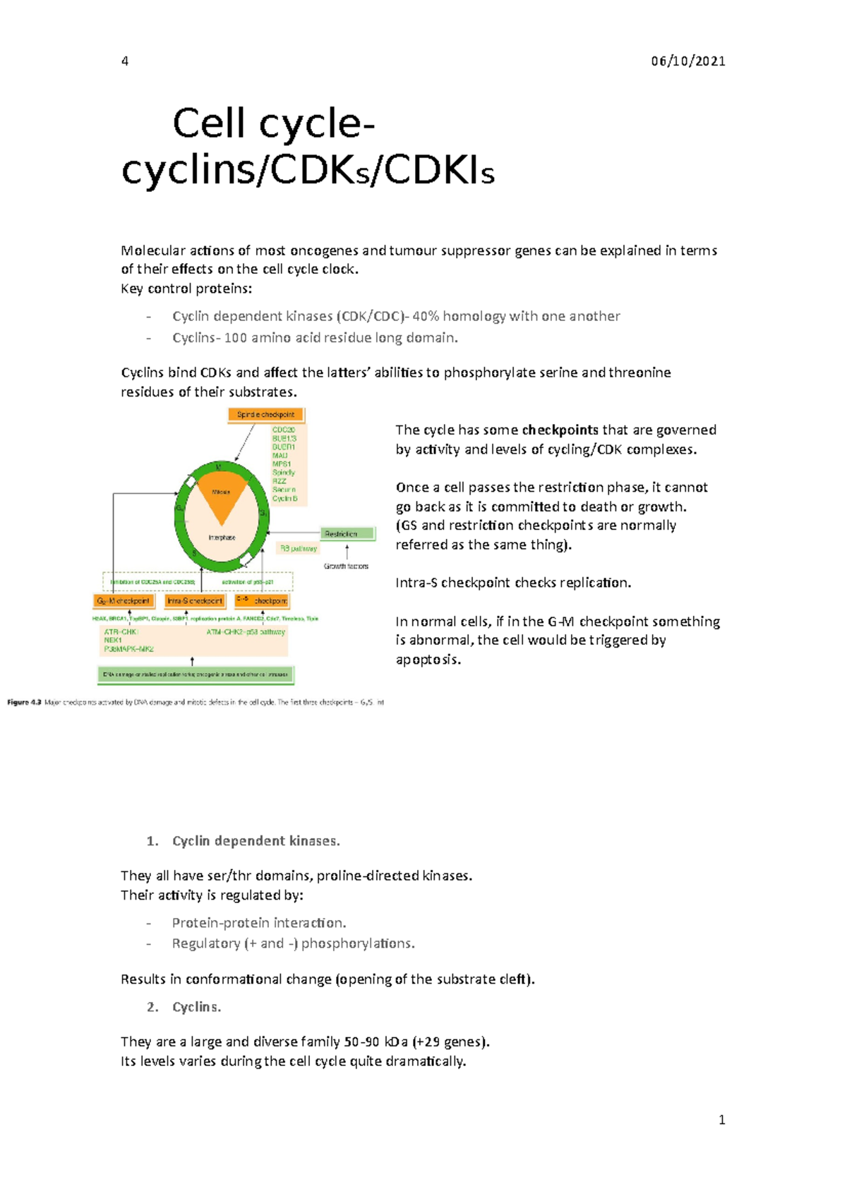 Cell cycle (CDKS) - Cell cycle- cyclins/CDKs/CDKIs Molecular actions of ...