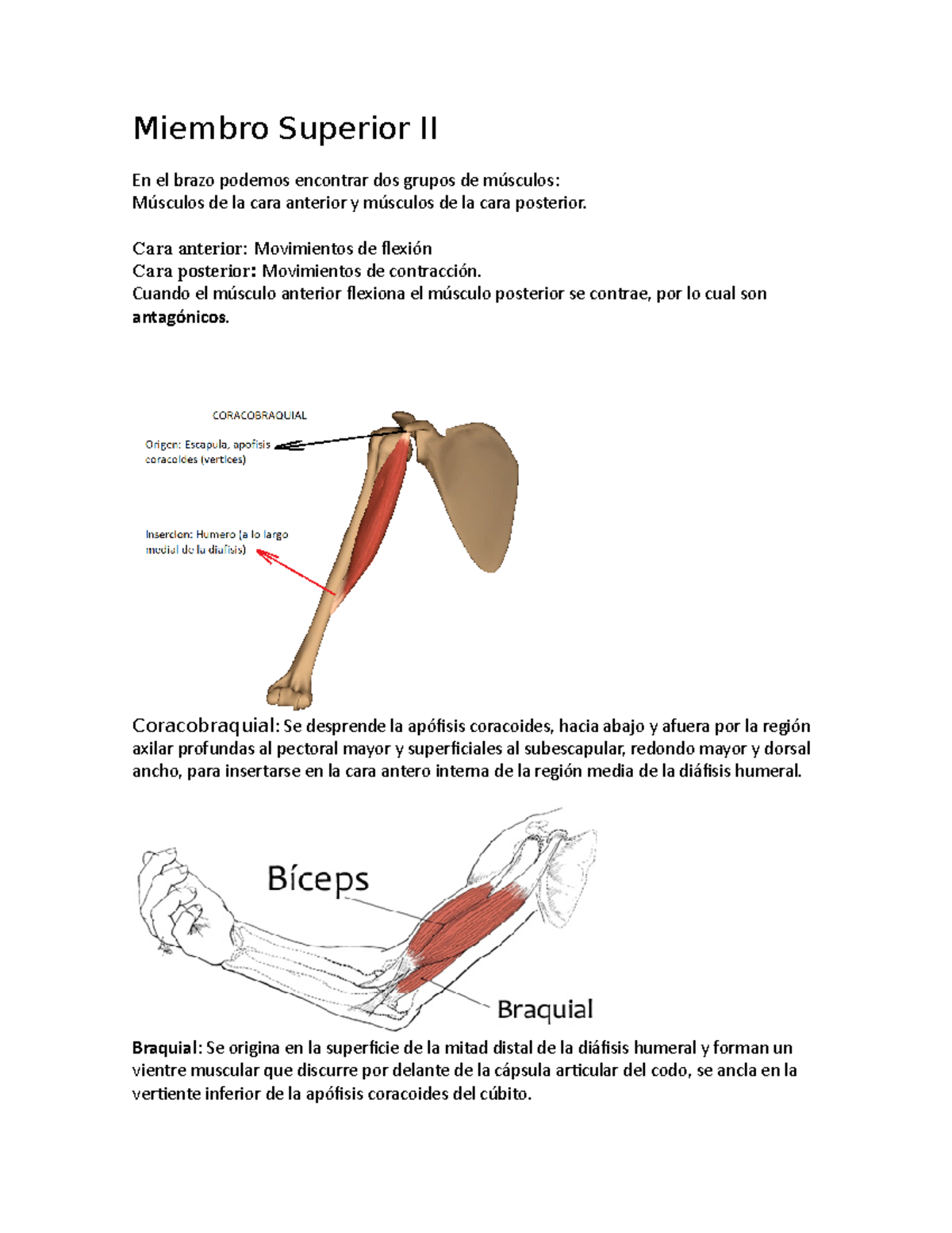 Miembro Superior 2 - Musculos, inervacion, irrigacion del brazo ...