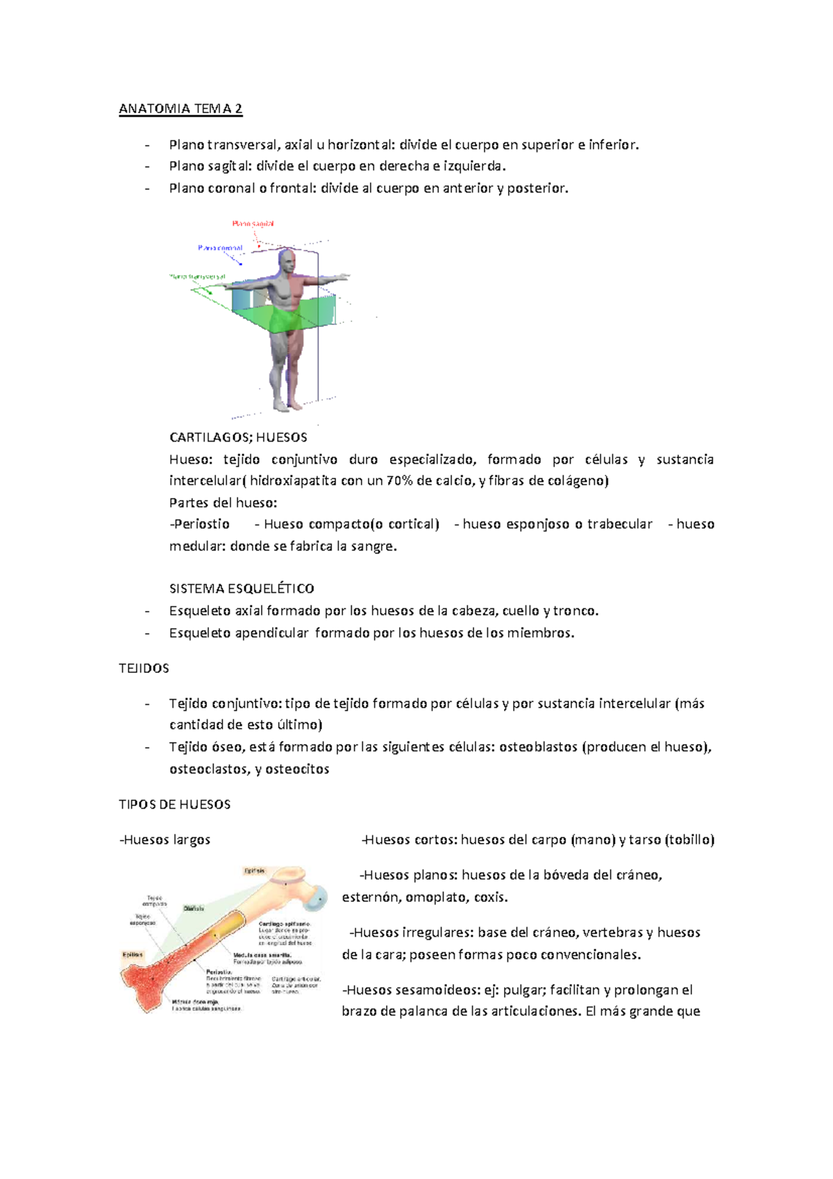 Anatomía - ANATOMIA TEMA 2 - Plano transversal, axial u horizontal ...