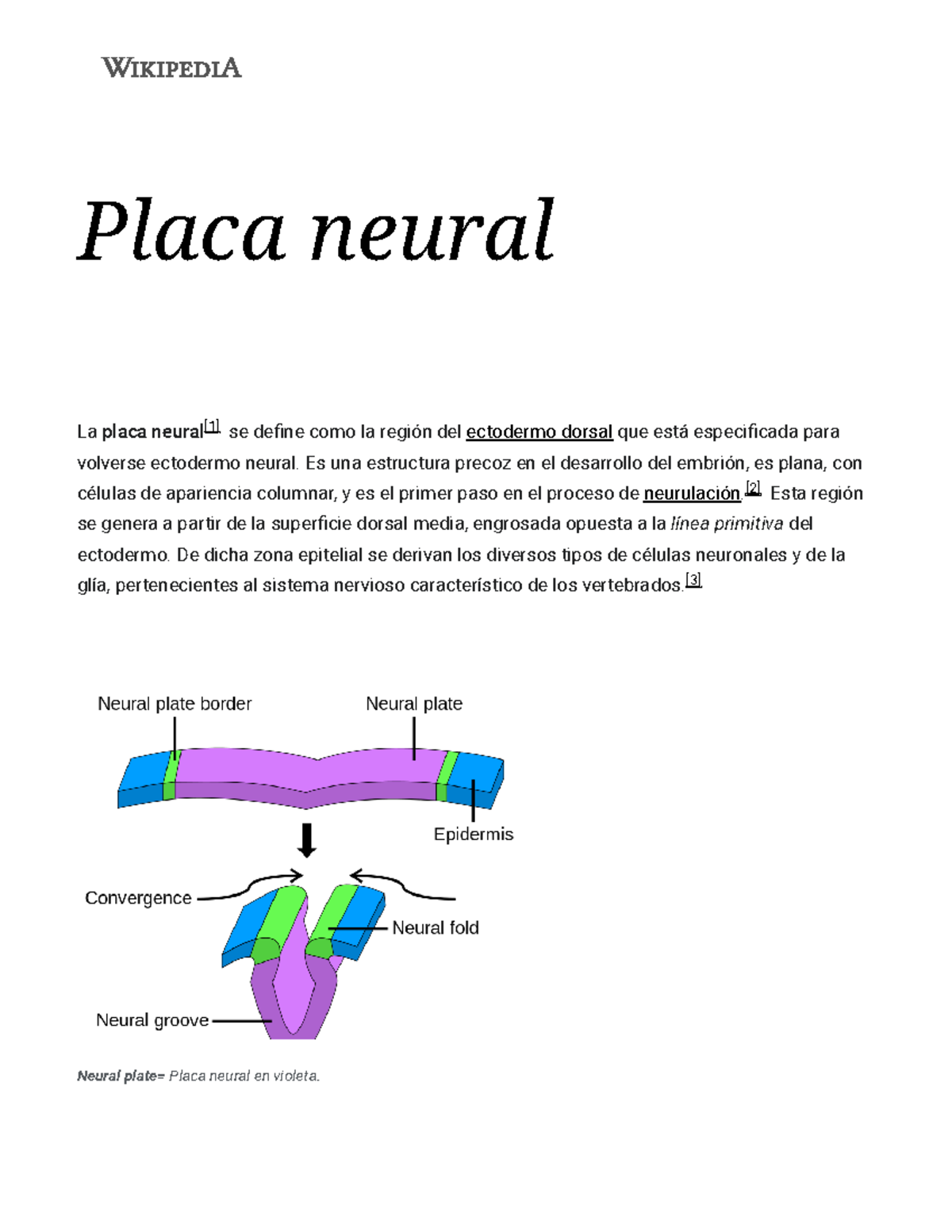 Placa neural morfogenetica - Placa neural La placa neural[1] se define ...