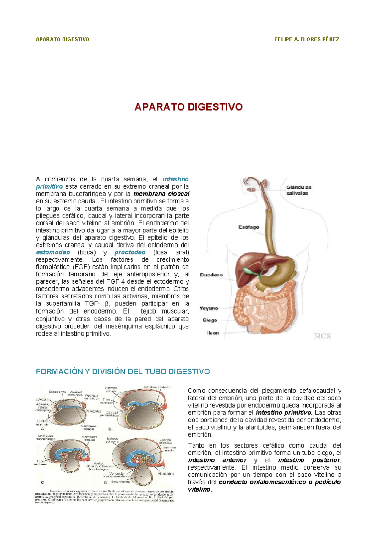 12° Aparato Digestivo - APARATO DIGESTIVO A comienzos de la cuarta ...