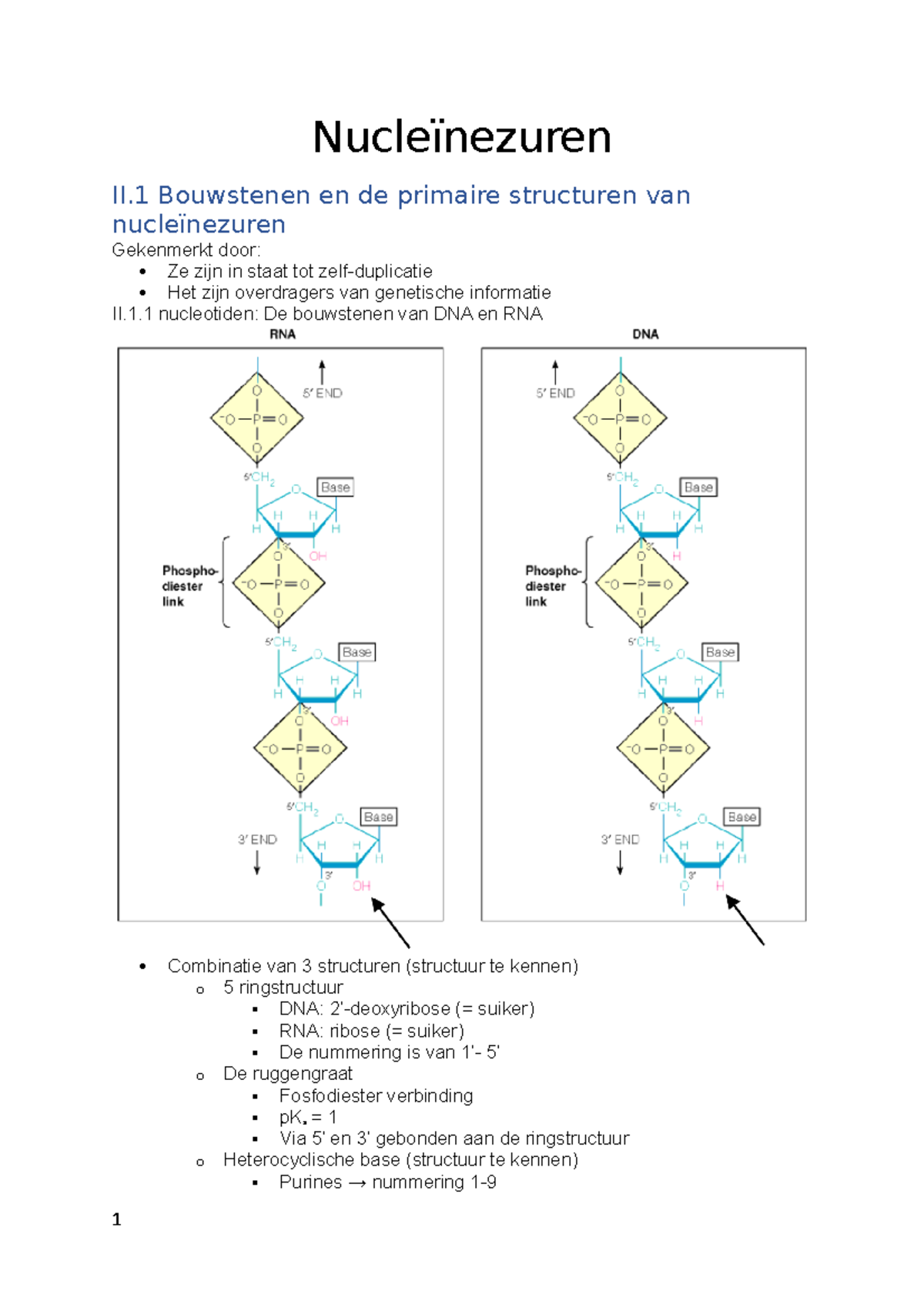 Samenvatting hoofdstuk 2_nucleïnezuren_Biopolymeren - Nucleïnezuren II ...