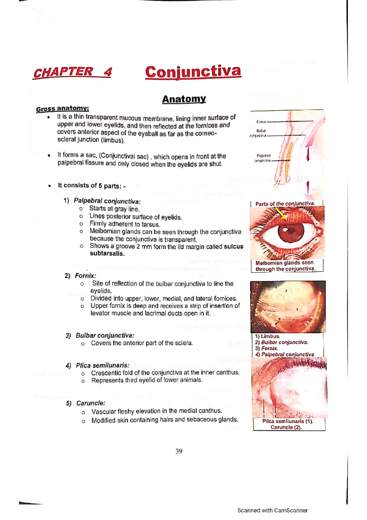 Conjunctiva - Ophthalmology & Eye Surgery - Studocu