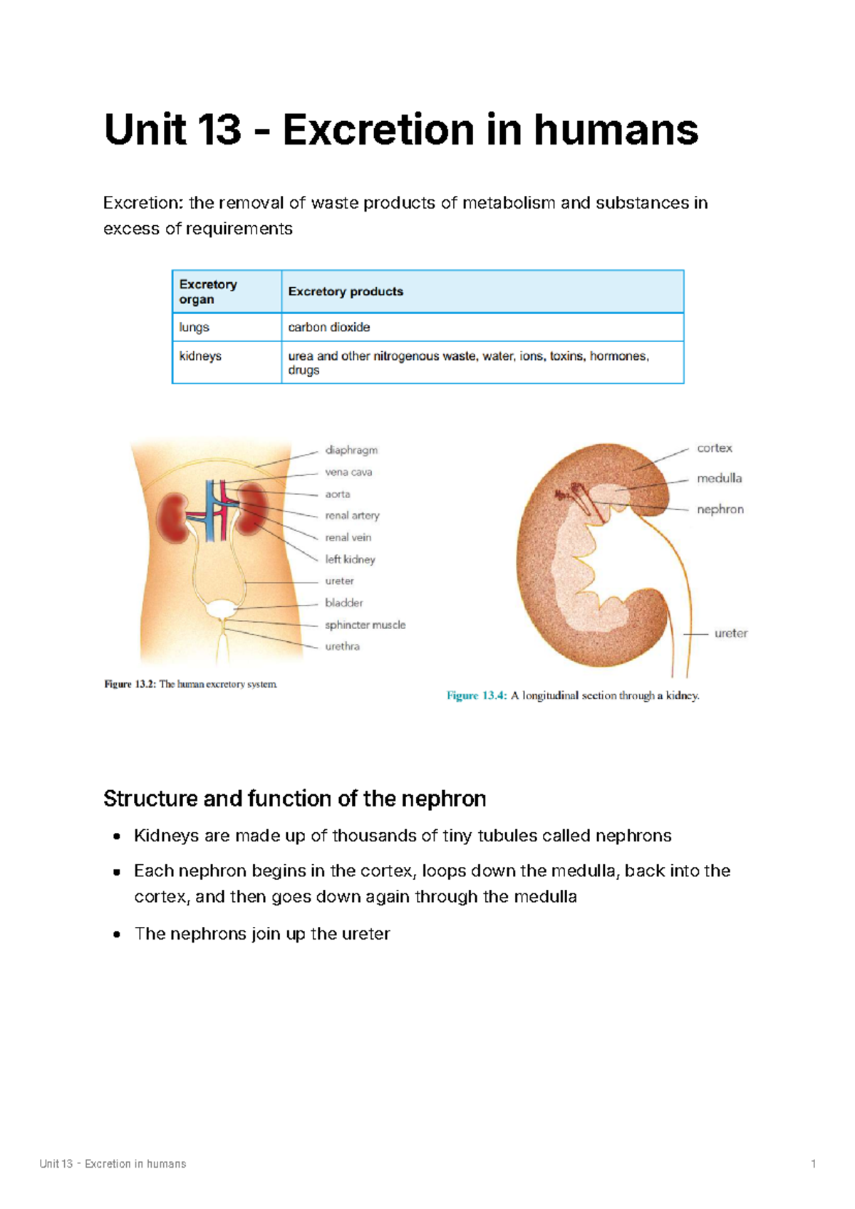 IGCSE Cambridge Biology, Unit 13 - Excretion in humans - Unit 13 ...