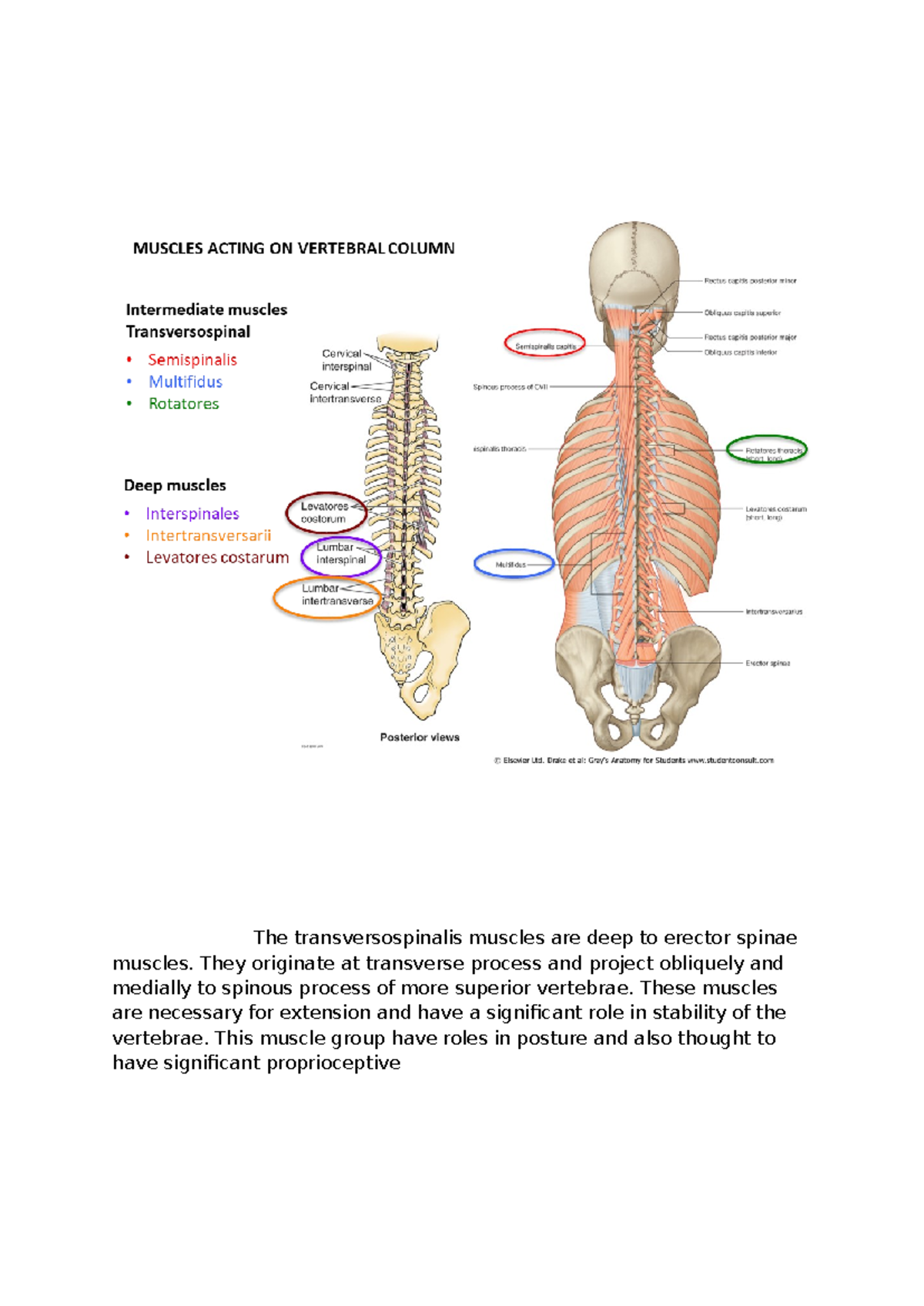 The transversospinalis muscles are deep to erector spinae muscles ...