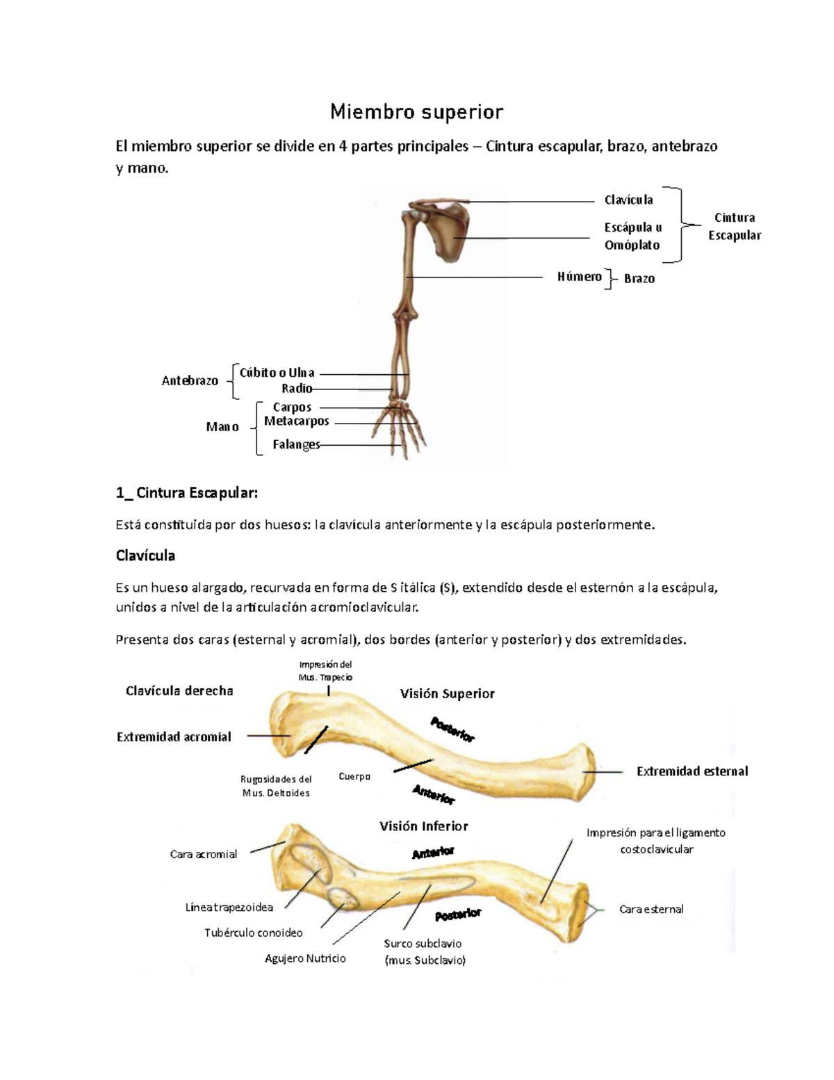 Guía Miembro superior - Sistema óseo y Múscular - Anatomía humana ...