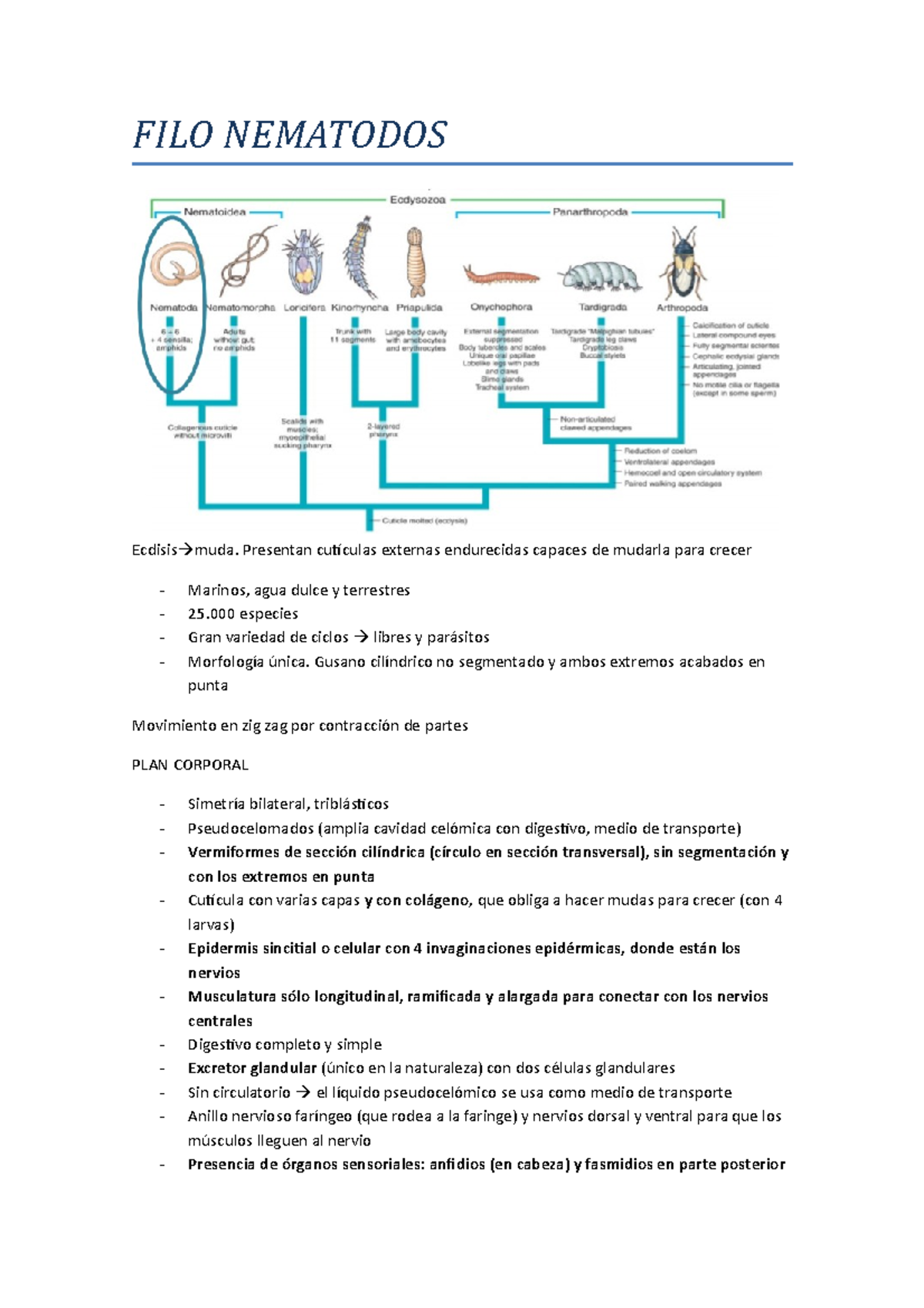 Ecdysozoa ( Nemátodos) - FILO NEMATODOS Ecdisis muda. Presentan ...