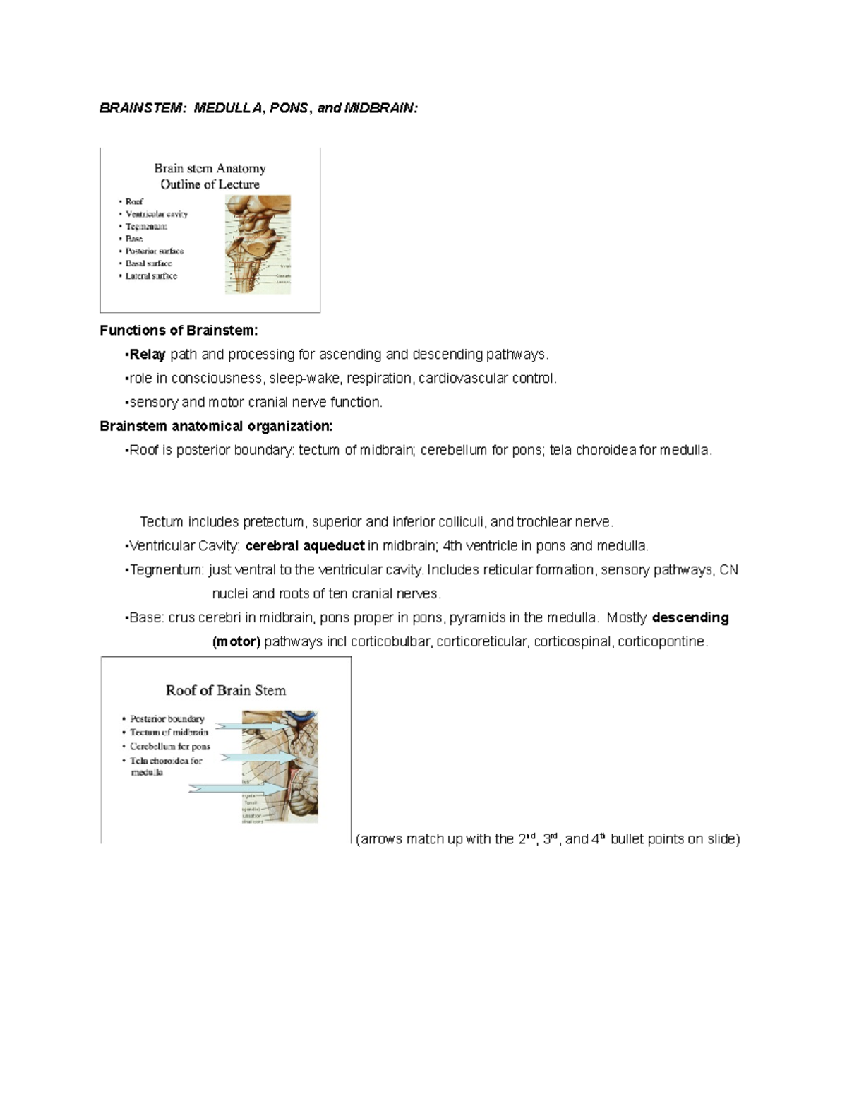 Brainstem: Medulla, Pons, and Midbrain - BRAINSTEM: MEDULLA, PONS, and ...