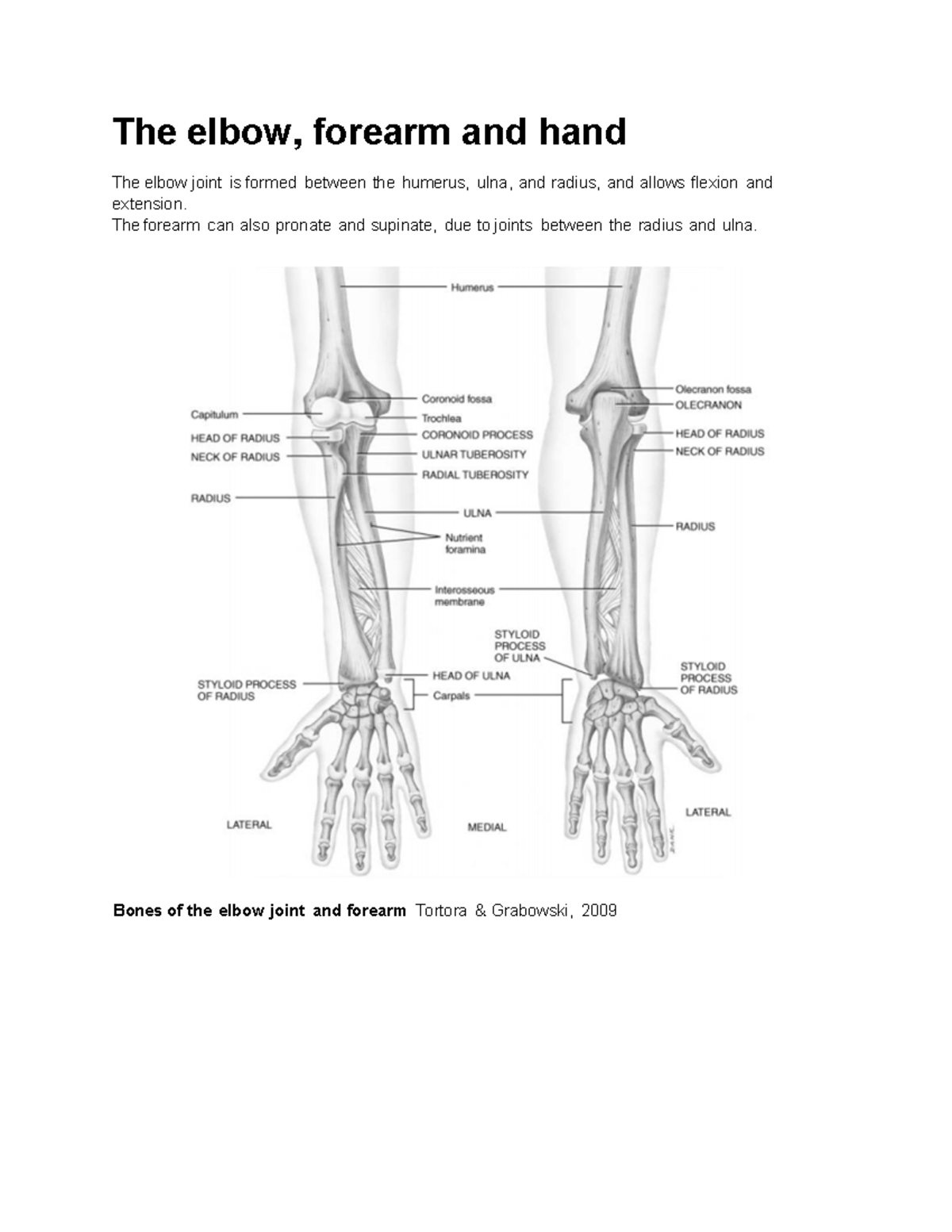 Elbow, forearm and hand course notes - The elbow, forearm and hand The ...