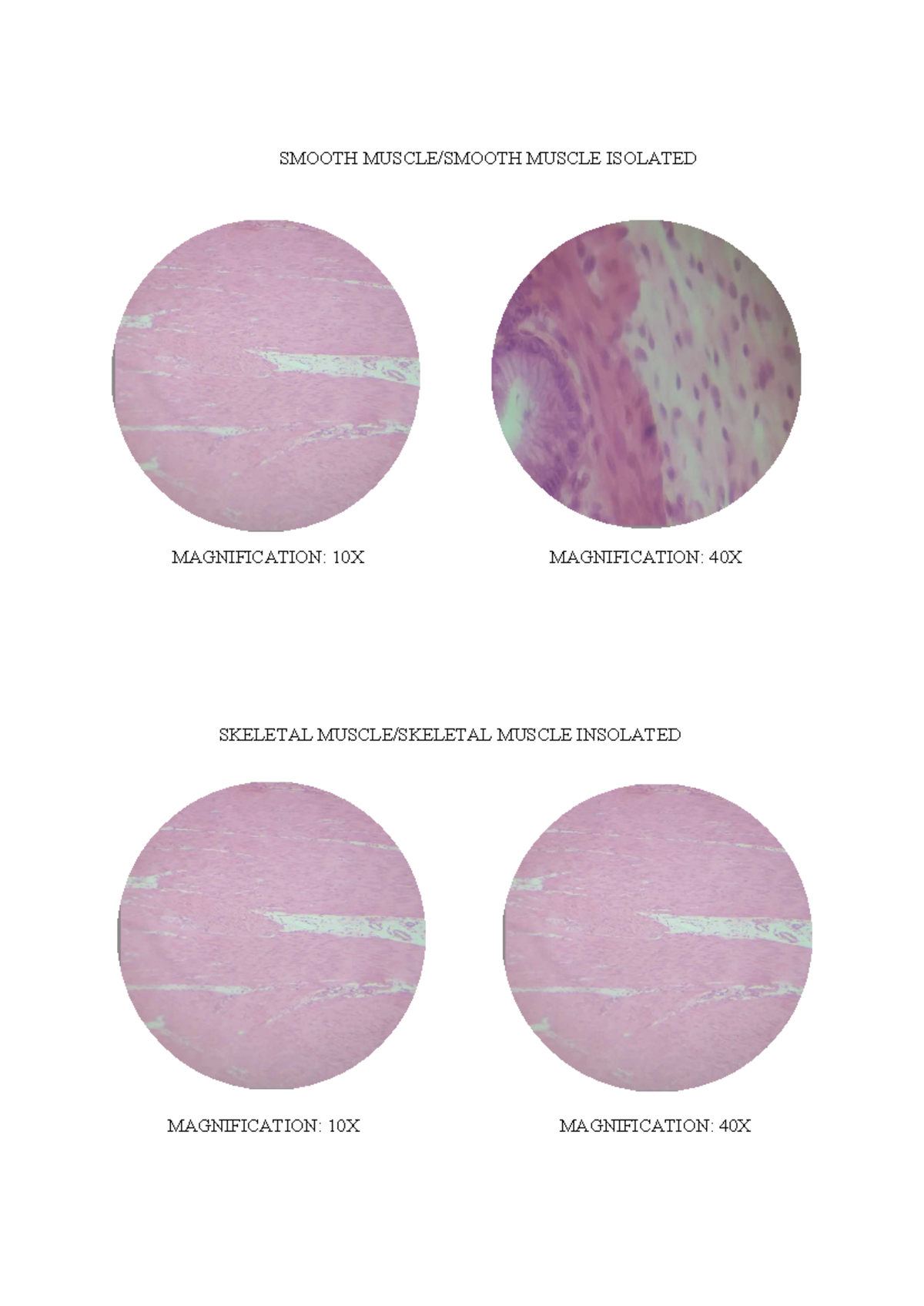 Smooth Muscle - Plsss see this - SMOOTH MUSCLE/SMOOTH MUSCLE ISOLATED ...