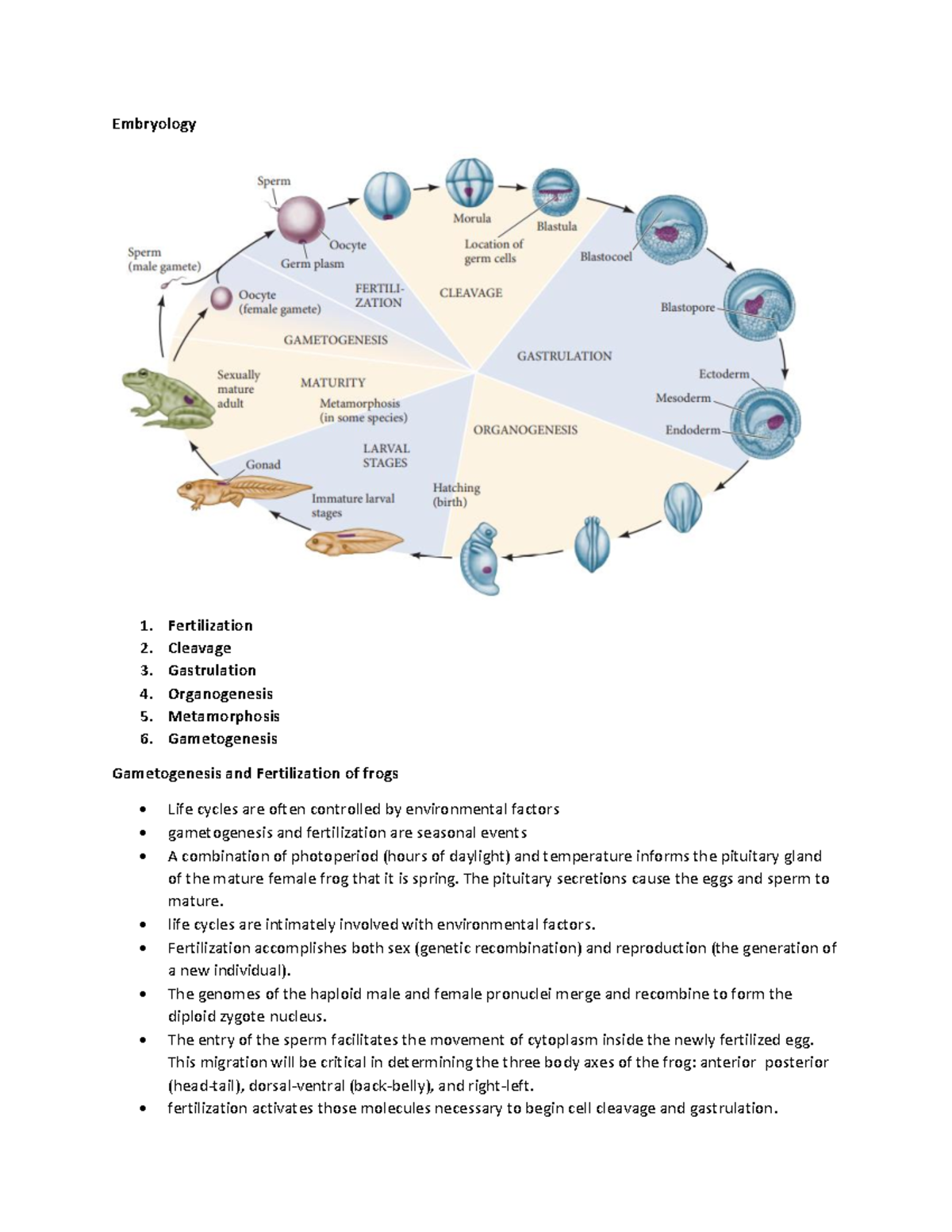 Embryology - Fertilization 2. Cleavage 3. Gastrulation 4. Organogenesis ...
