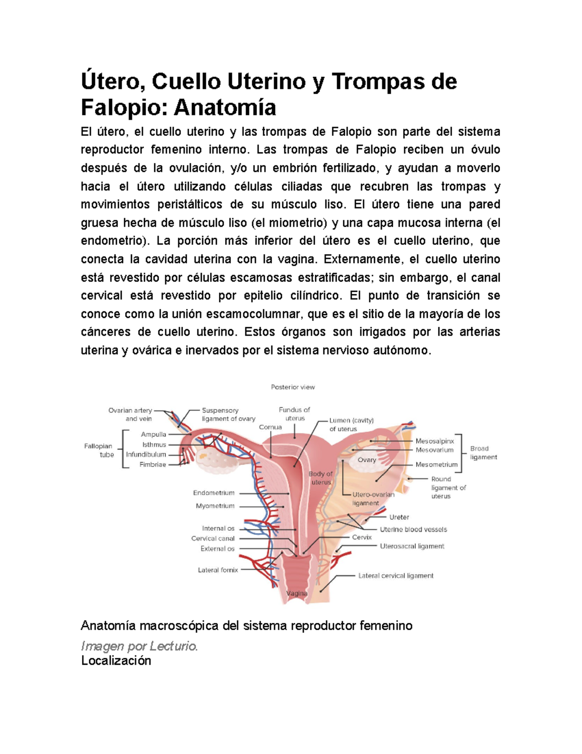 Útero 2 - Útero, Cuello Uterino y Trompas de Falopio: Anatomía El útero ...
