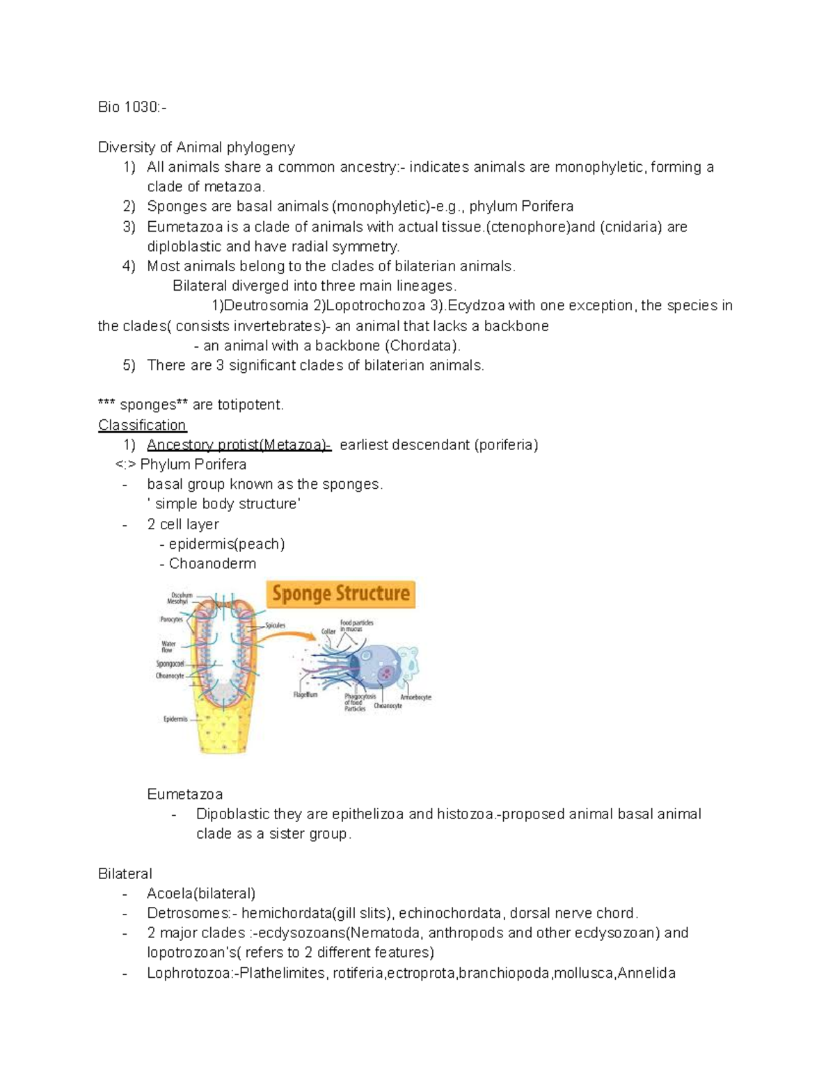 Animal phylogeny - 2) Sponges are basal animals (monophyletic)-e ...