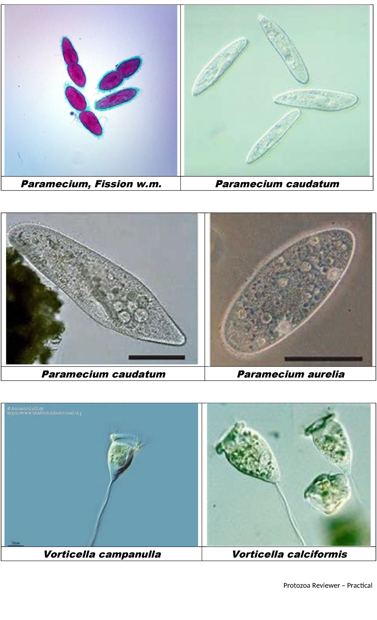 Practical Exammmm - Paramecium, Fission w. Paramecium caudatum ...