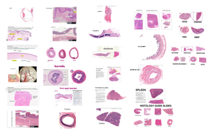 Histology Epitheliums - FIXATION- placed in solutions that cross link ...