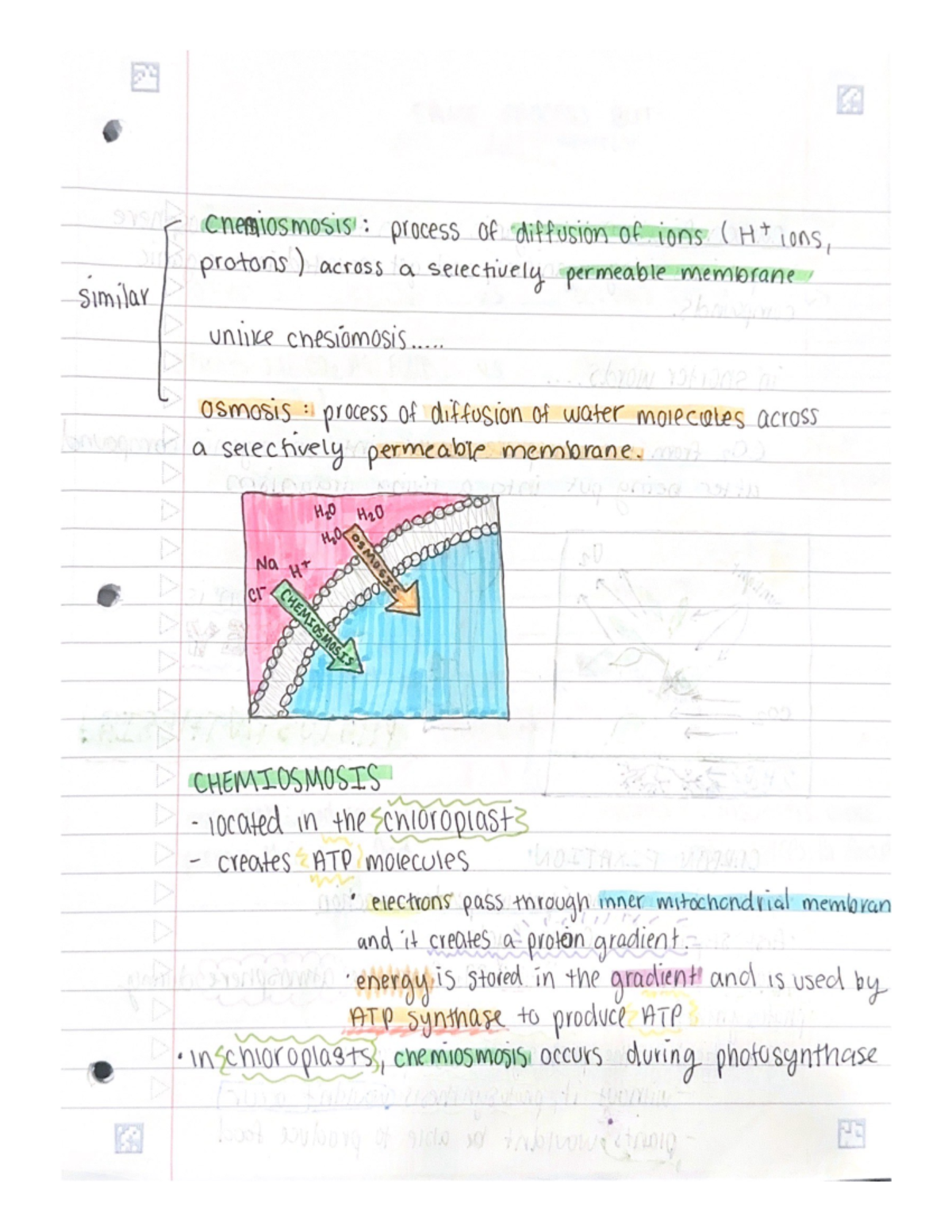 Chemiosmosis - BIOL 223 - Studocu