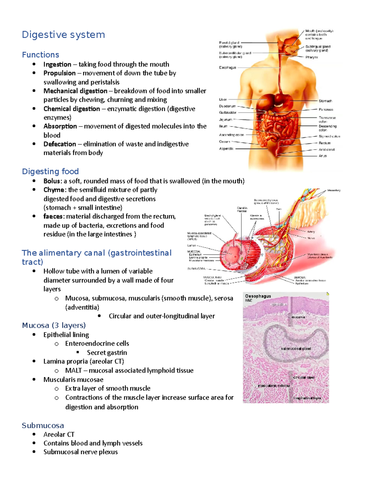 Digestive system NOTES - Digestive system Functions Ingestion – taking ...