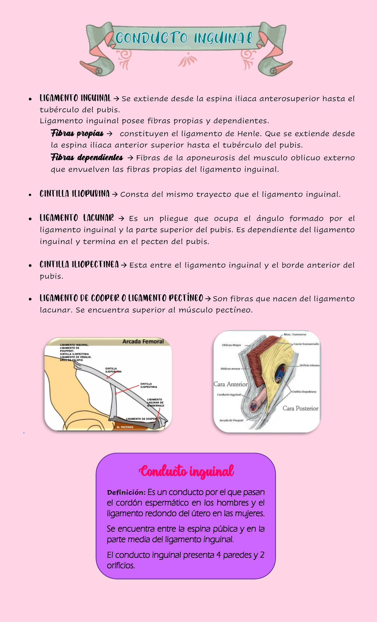 Conducto Inguinal - Anatomia - UBA - Studocu