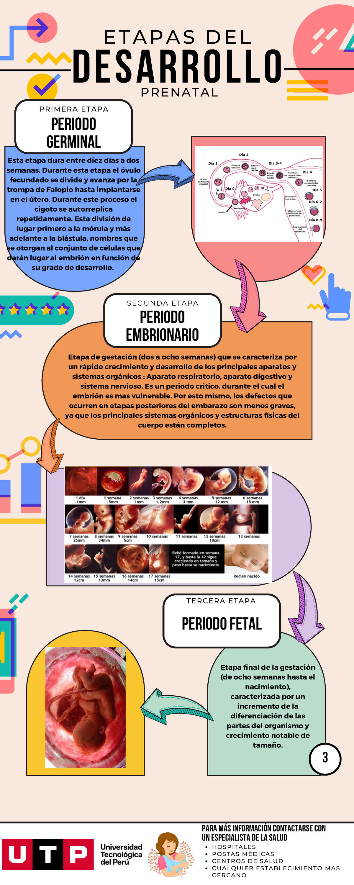 Etapas DEL Desarrollo Prenatal - E T A P A S D E L 3 DESARROLLO PERIODO ...