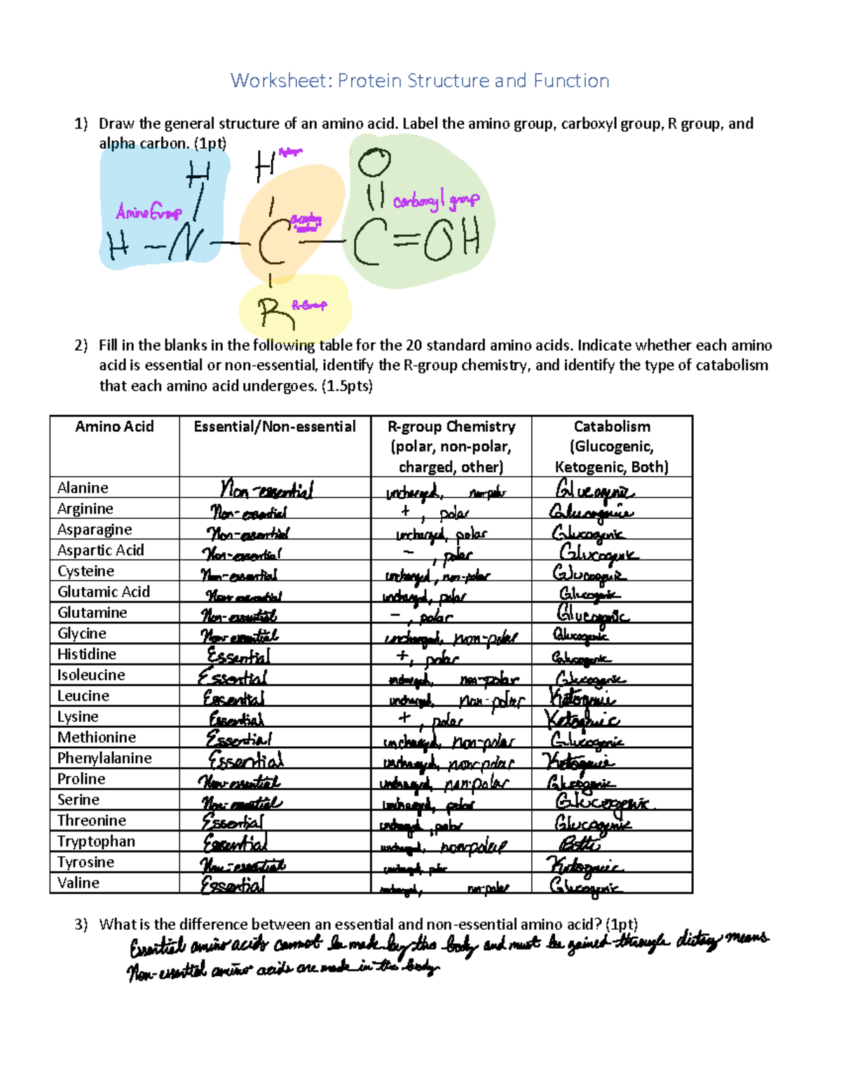 Worksheet+Protein+Structure+and+Function copy 1 - Worksheet: Protein ...