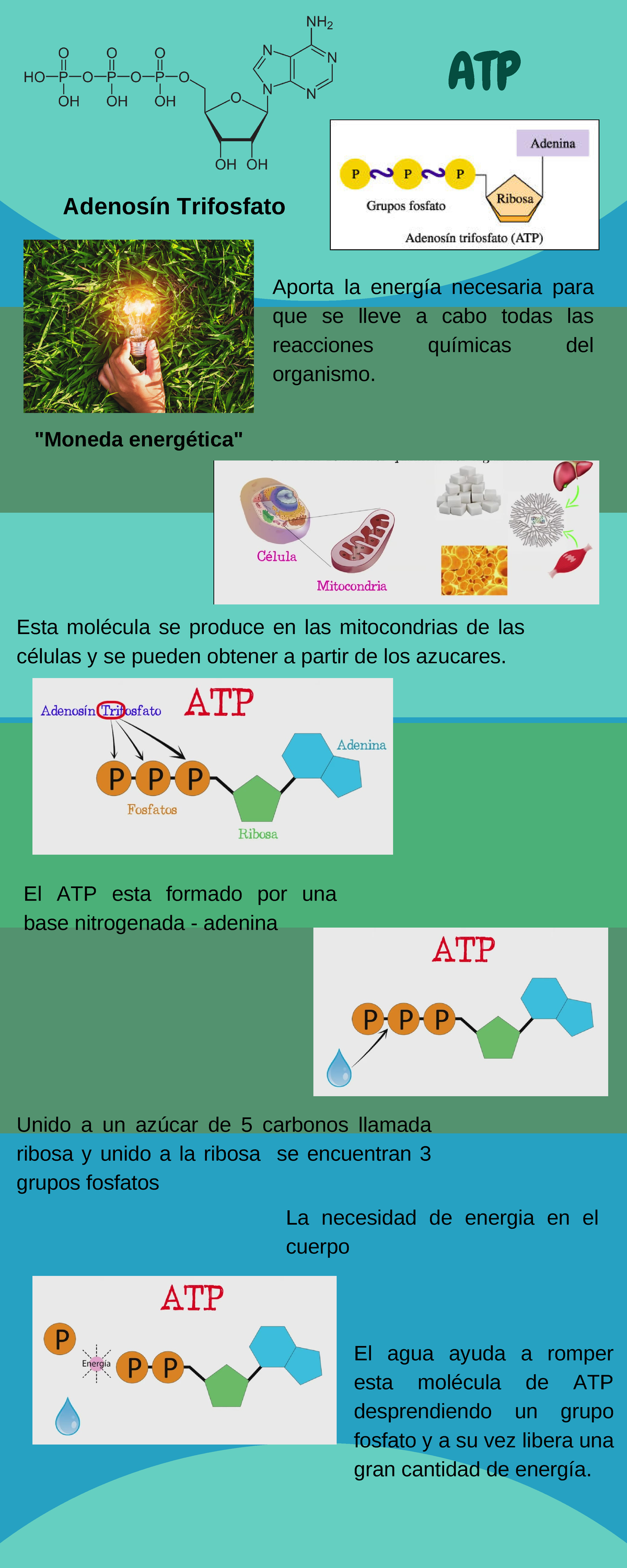 ATP - esto es un rsumen del atp - ATP "Moneda energética" Adenosín Trifosfato Aporta la - Studocu