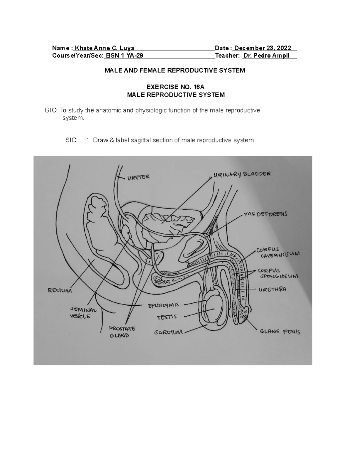 Exercise NO. 16 MALE AND Female Reproductive System - Name : Khate Anne ...