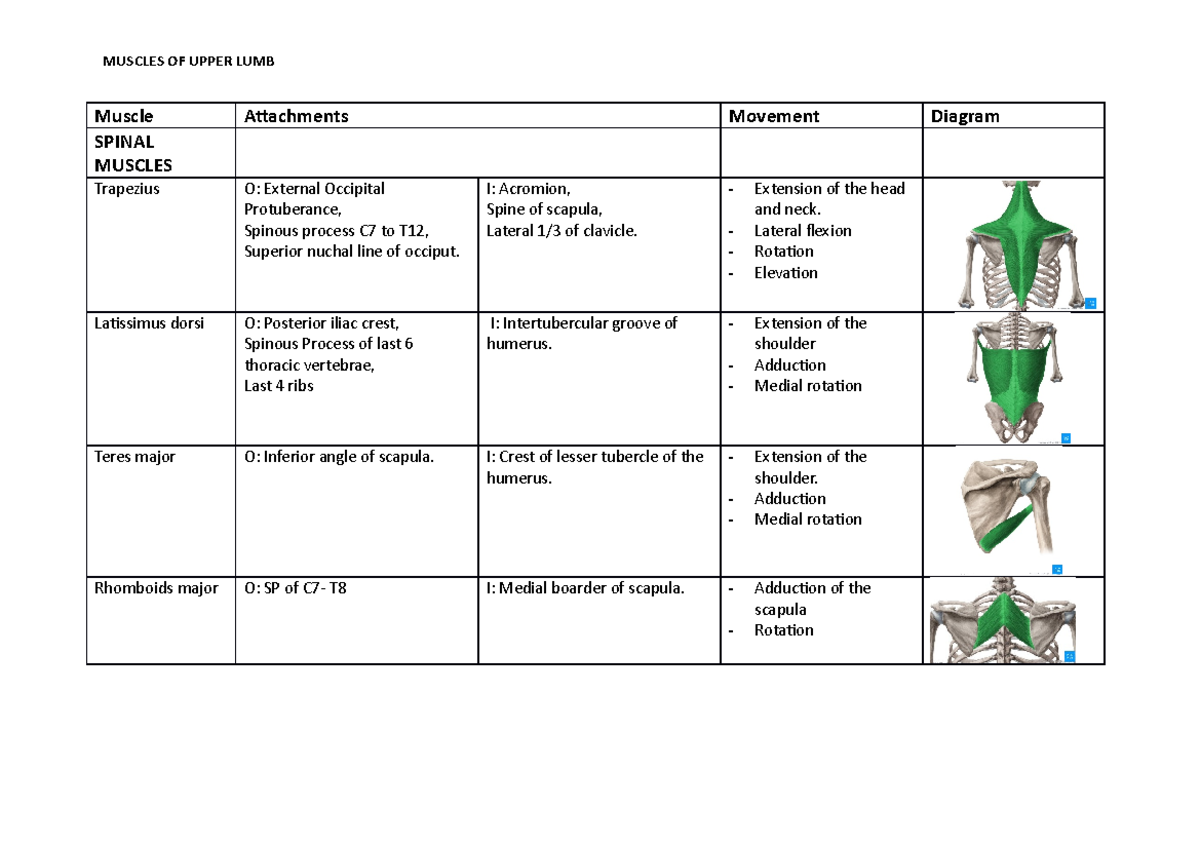 Muscles OF Upper LIMB - Muscle Attachments Movement Diagram SPINAL ...