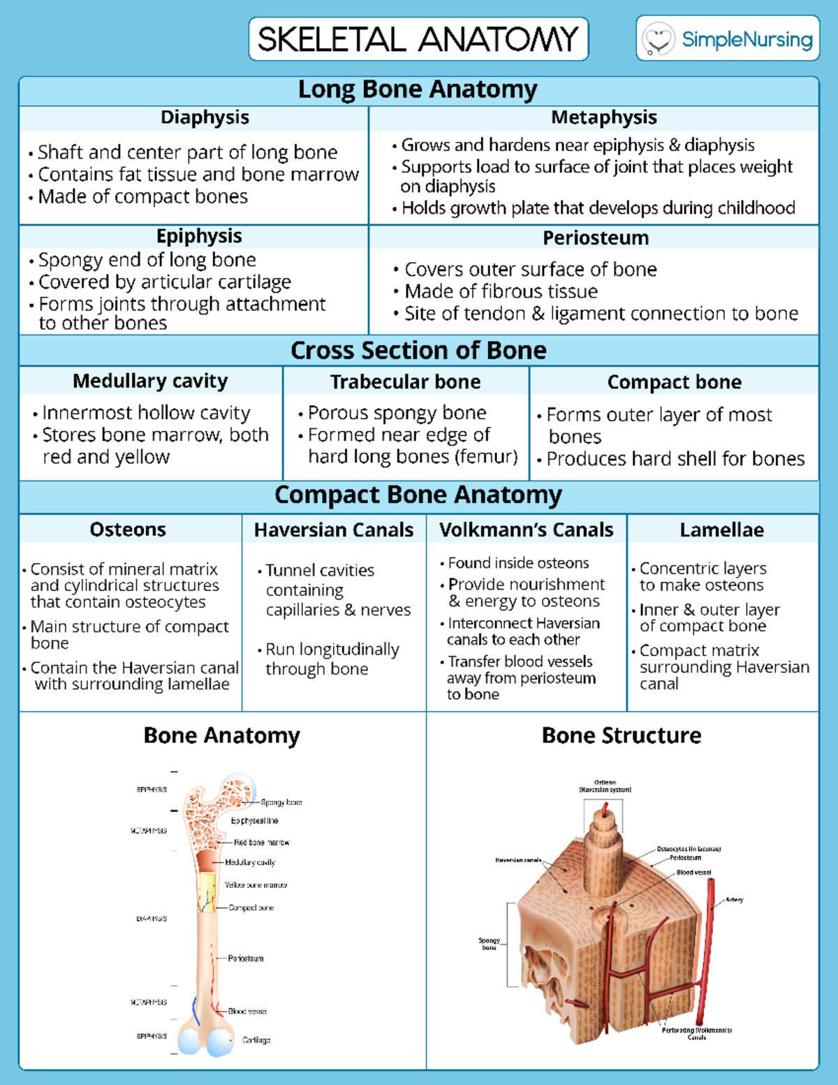 10. Skeletal anatomy 2 - Notes - NURS 410 - Studocu