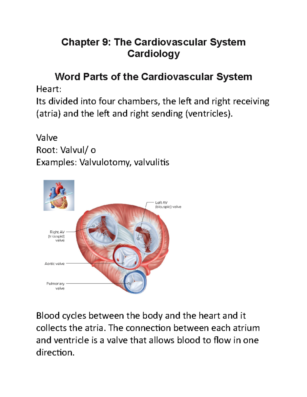 Chapter 9- The Cardiovascular System Cardiology - Chapter 9: The ...