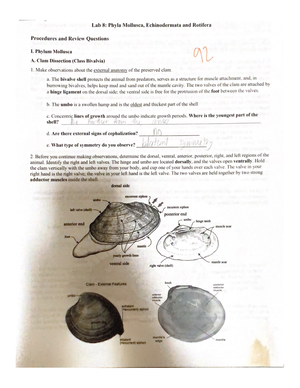 Lab 10 Phylum Chordata, Subphylum Vertebrata Class Amphibia and Class ...