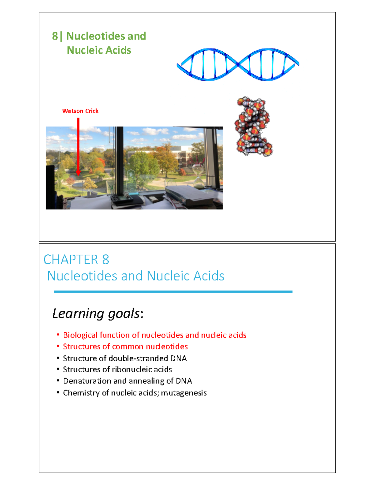 Ch 8 handout notes - 8| Nucleotides and Nucleic Acids Watson Crick ...