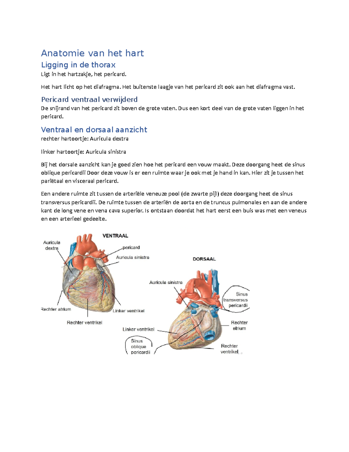 Hart anatomie - Anatomie van het hart Ligging in de thorax Ligt in het ...
