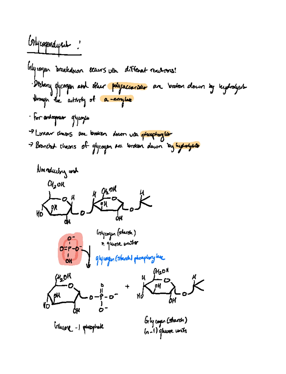 Feeder pathways for Glycolysis - BIOCHEM 5614 - Studocu