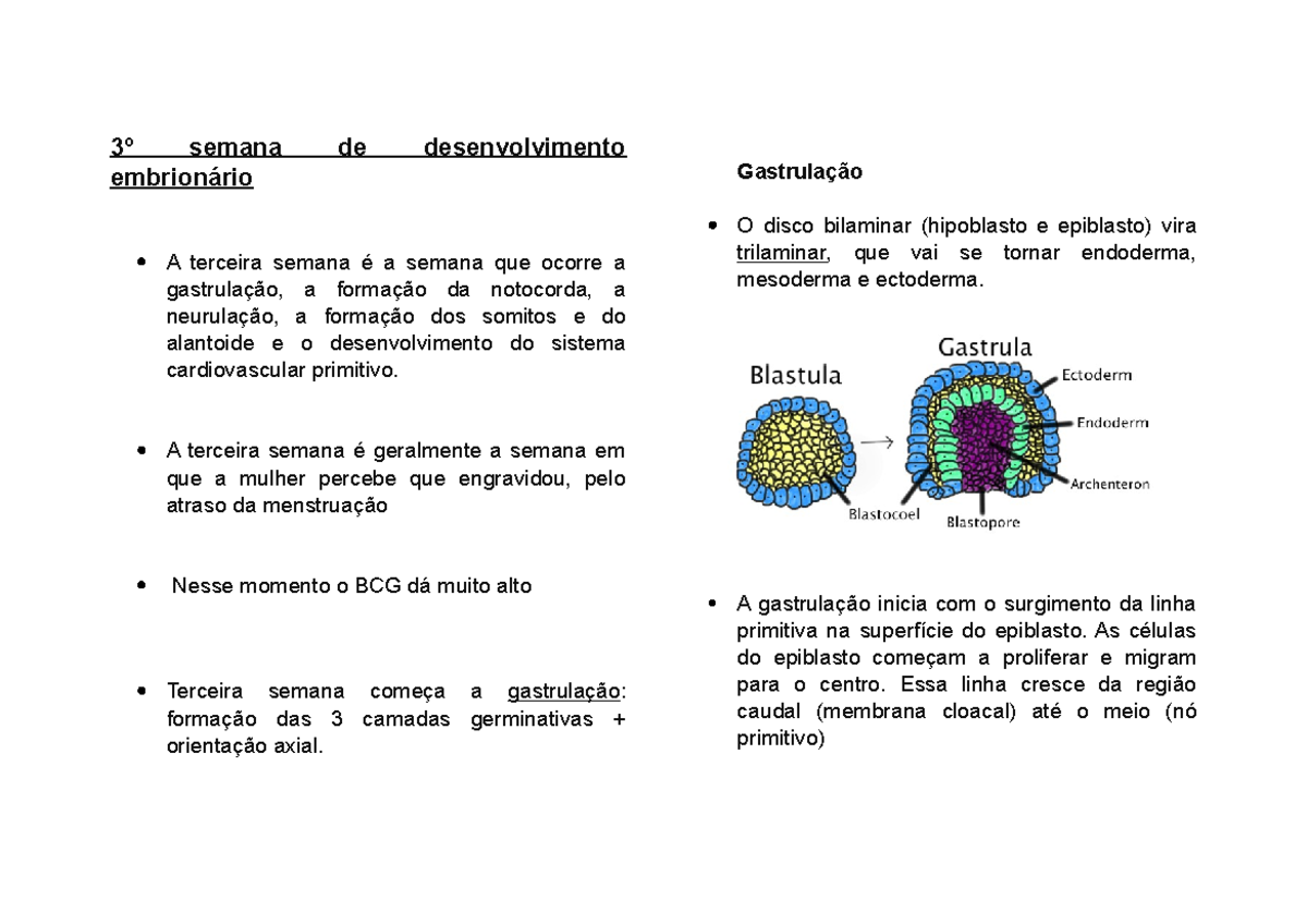 Embriologia 3º semana - Resumo Aula - 3º semana de desenvolvimento ...