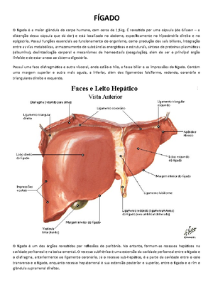 Anatomia II - Trígonos DO Pescoço - TRÍGONOS DO PESCOÇO LIMITES ...