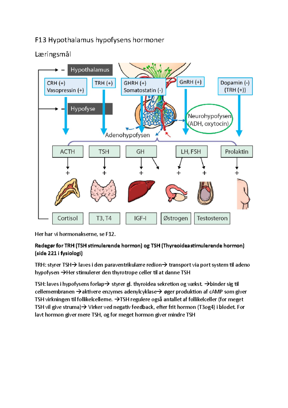 F13 Hypothalamus hypofysens hormoner, læringsmål - F13 Hypothalamus ...