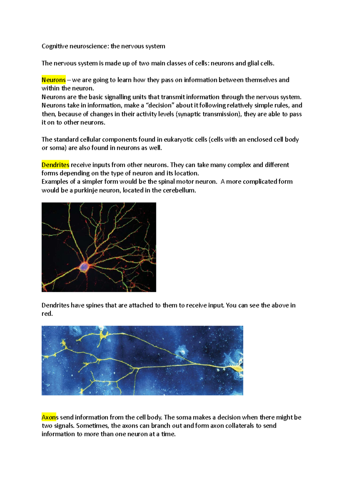 Cognitive neuroscience: the nervous system - Neurons – we are going to ...